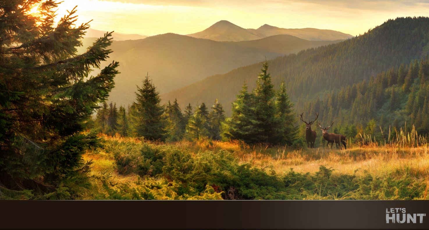 Let's Hunt - MMOGames.com